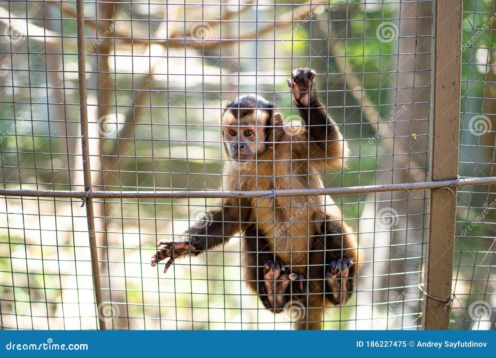 Capuchin Monkey In Cage At Zoo Royalty-Free Stock Photo | CartoonDealer ...