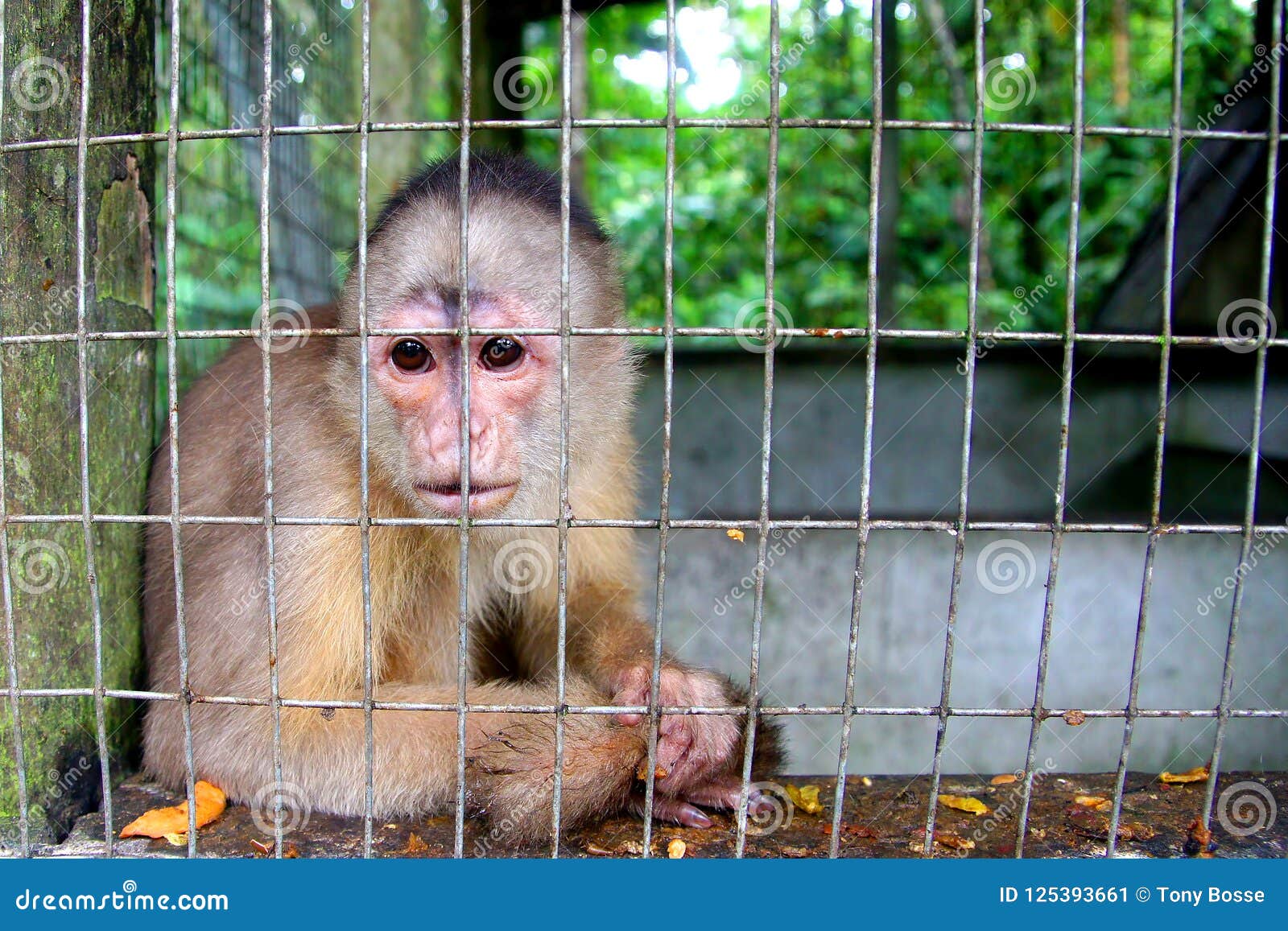 Capuchin Monkey in Captivity Stock Image - Image of primate, furry ...