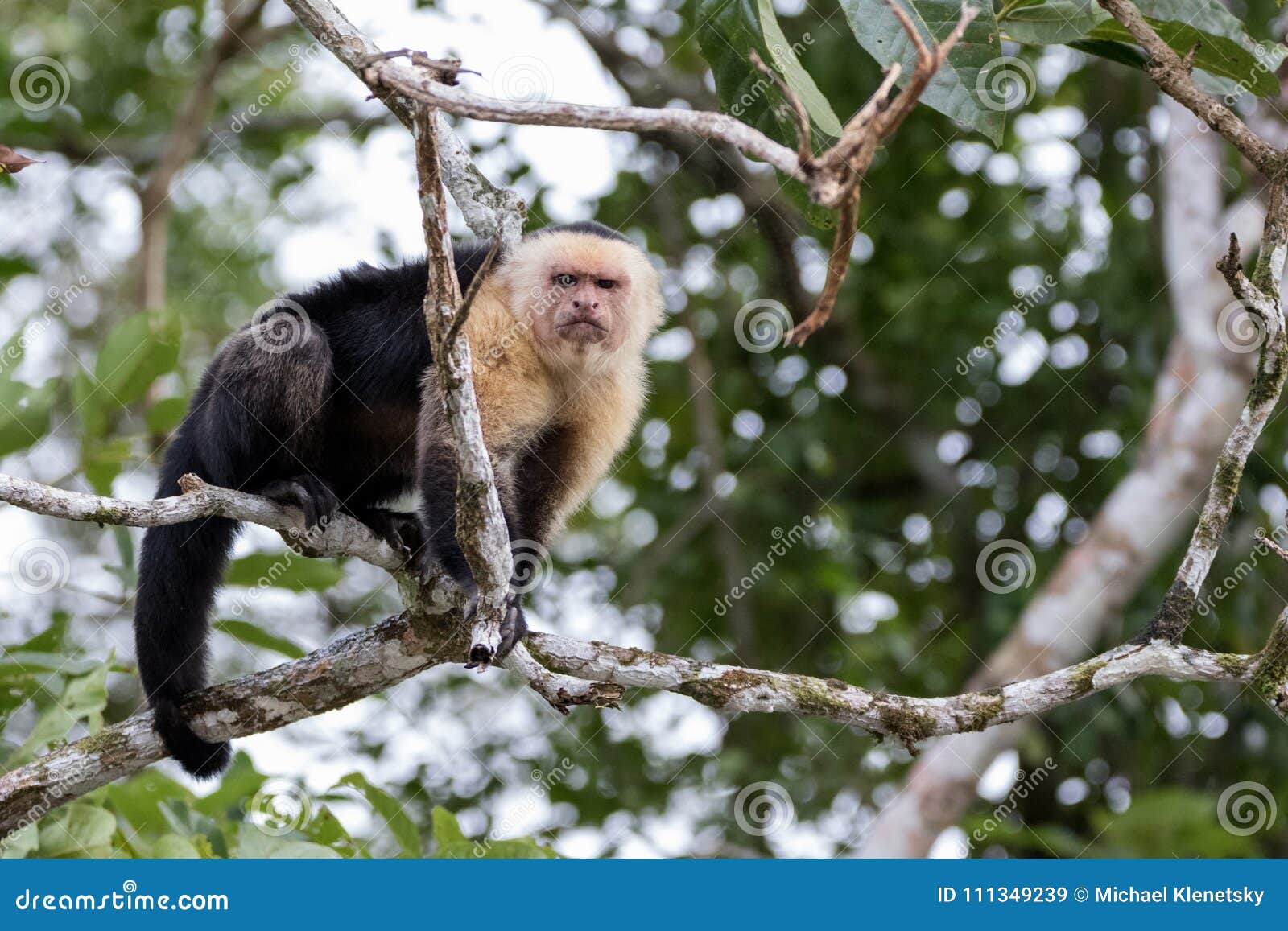 Capuchin Monkey stock image. Image of climbing, rica - 111349239