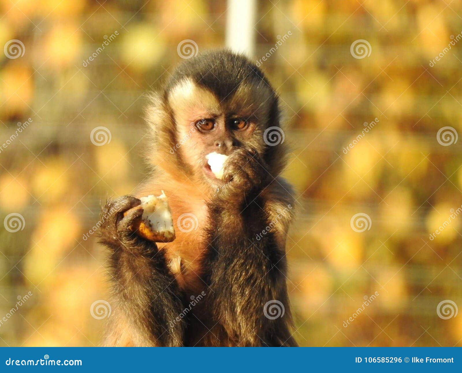 Capuchin monkey stock photo. Image of monkey, fruit - 106585296