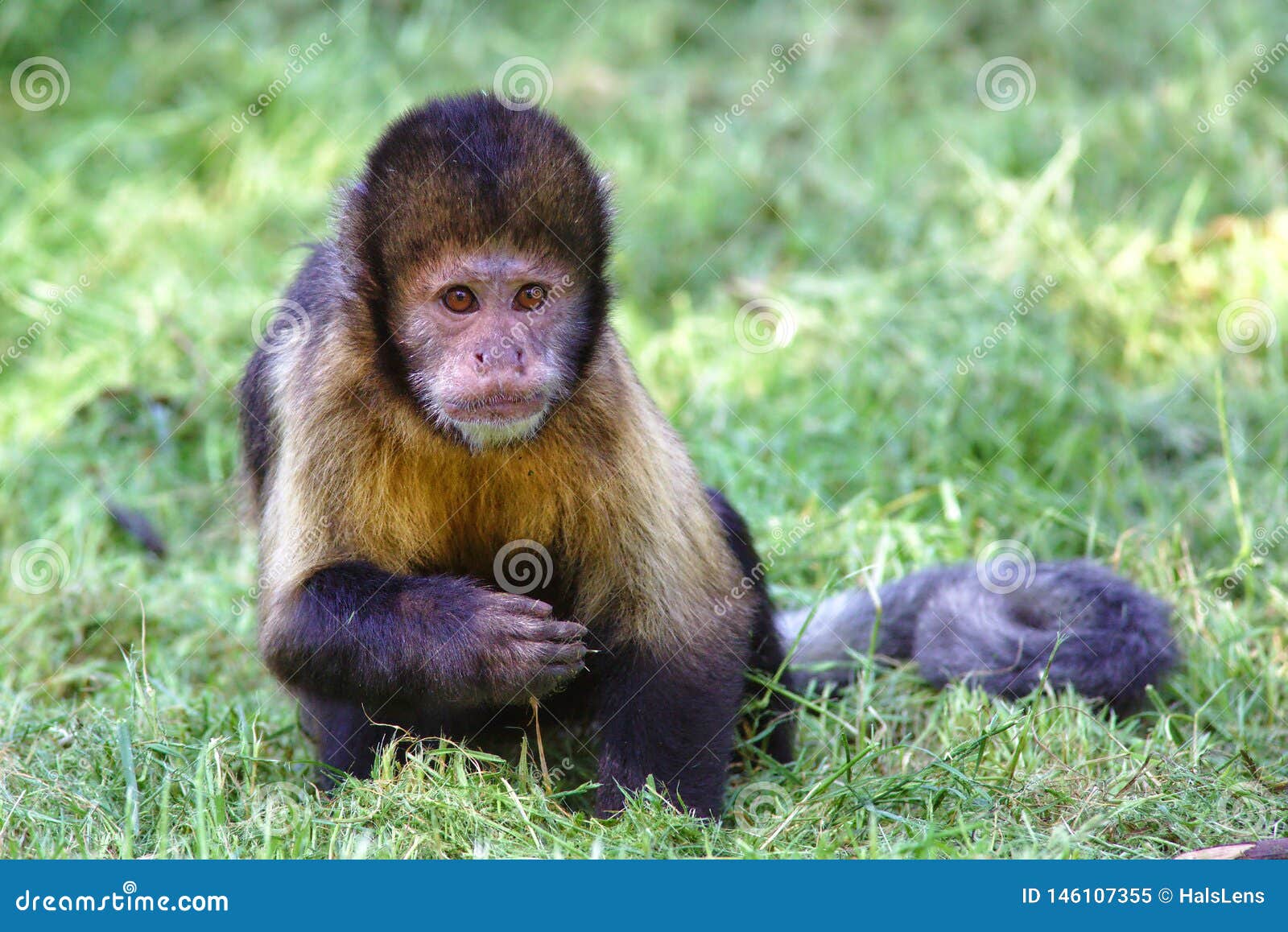 Capuchin Monkey stock image. Image of fauna, animal - 146107355