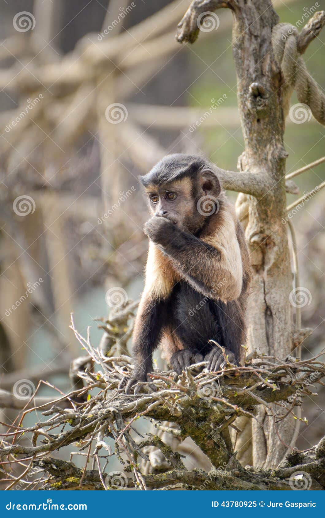 Capuchin monkey - Cebus stock image. Image of face, green - 43780925