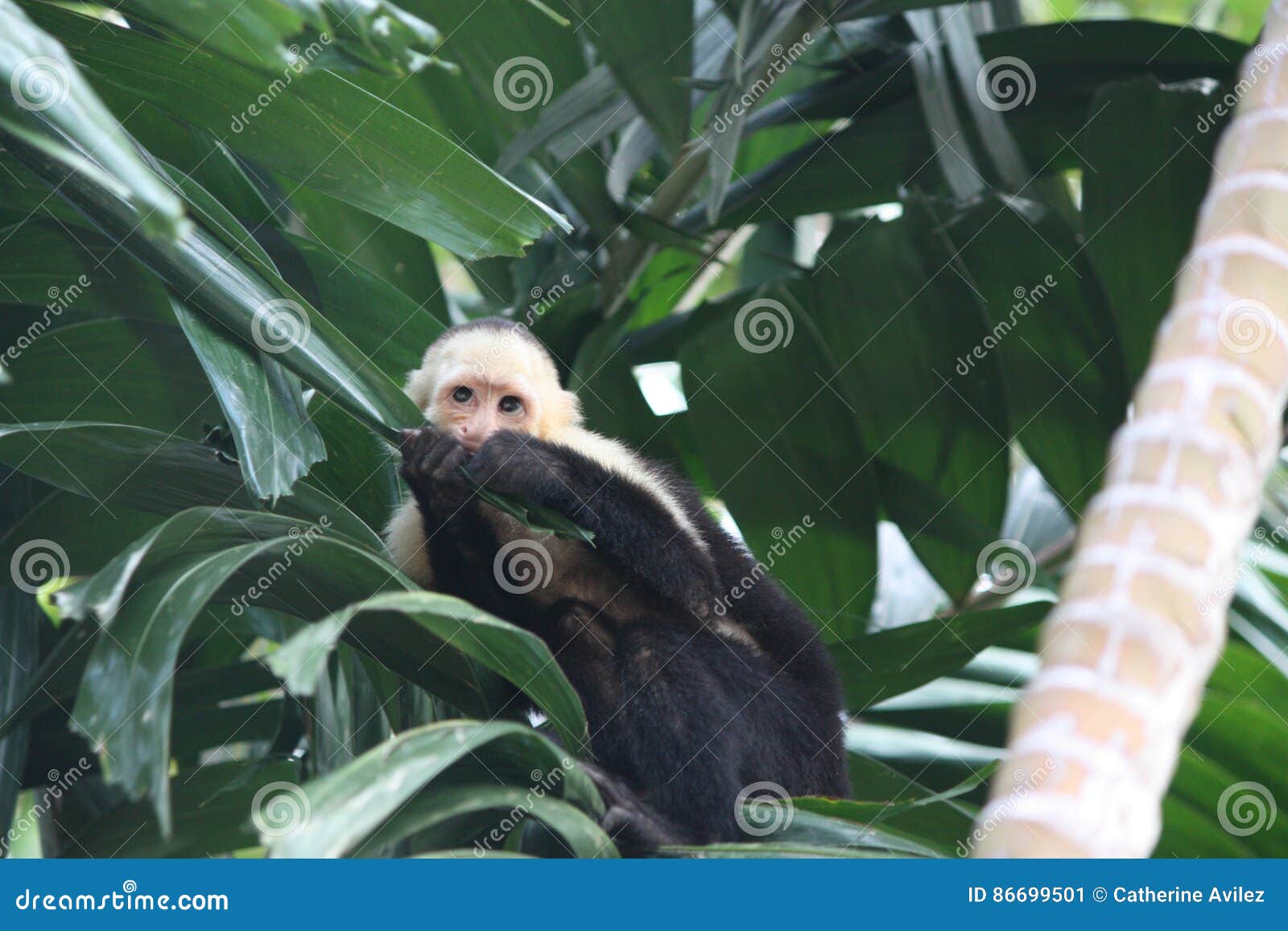 Capuchin Monkey Chewing on Leaf in Tree Stock Image - Image of looks ...