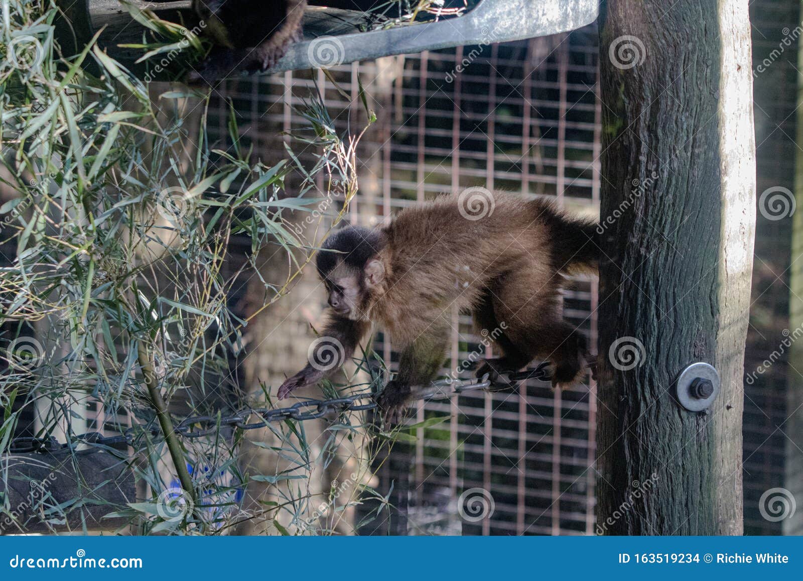 Capuchin Monkey Climbing Across a Chain in Its Enclosure Stock Photo ...