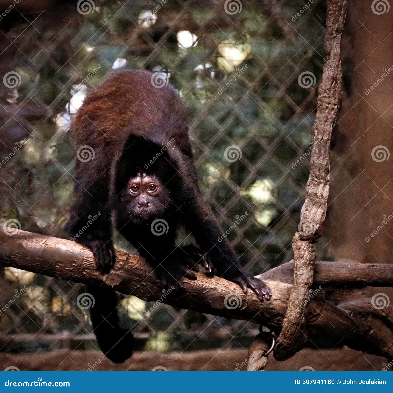 Capuchin Monkey Climbing on the Tree Branch Stock Photo - Image of ...