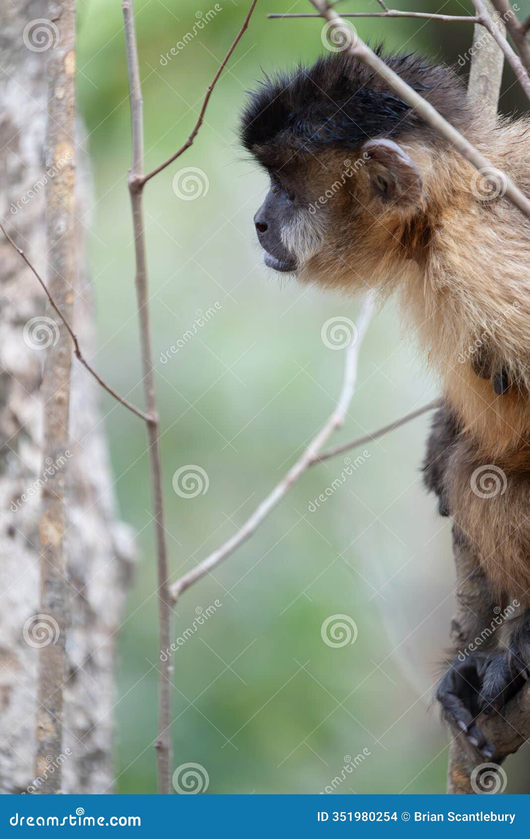 Capuchin Monkey Climbing in Tree in Pantanal Stock Photo - Image of ...