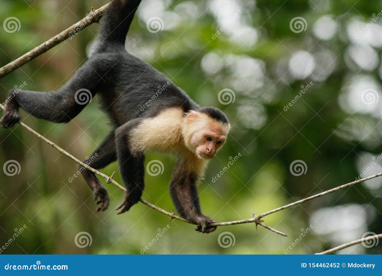 Capuchin Monkey on vine stock photo. Image of climb - 154462452