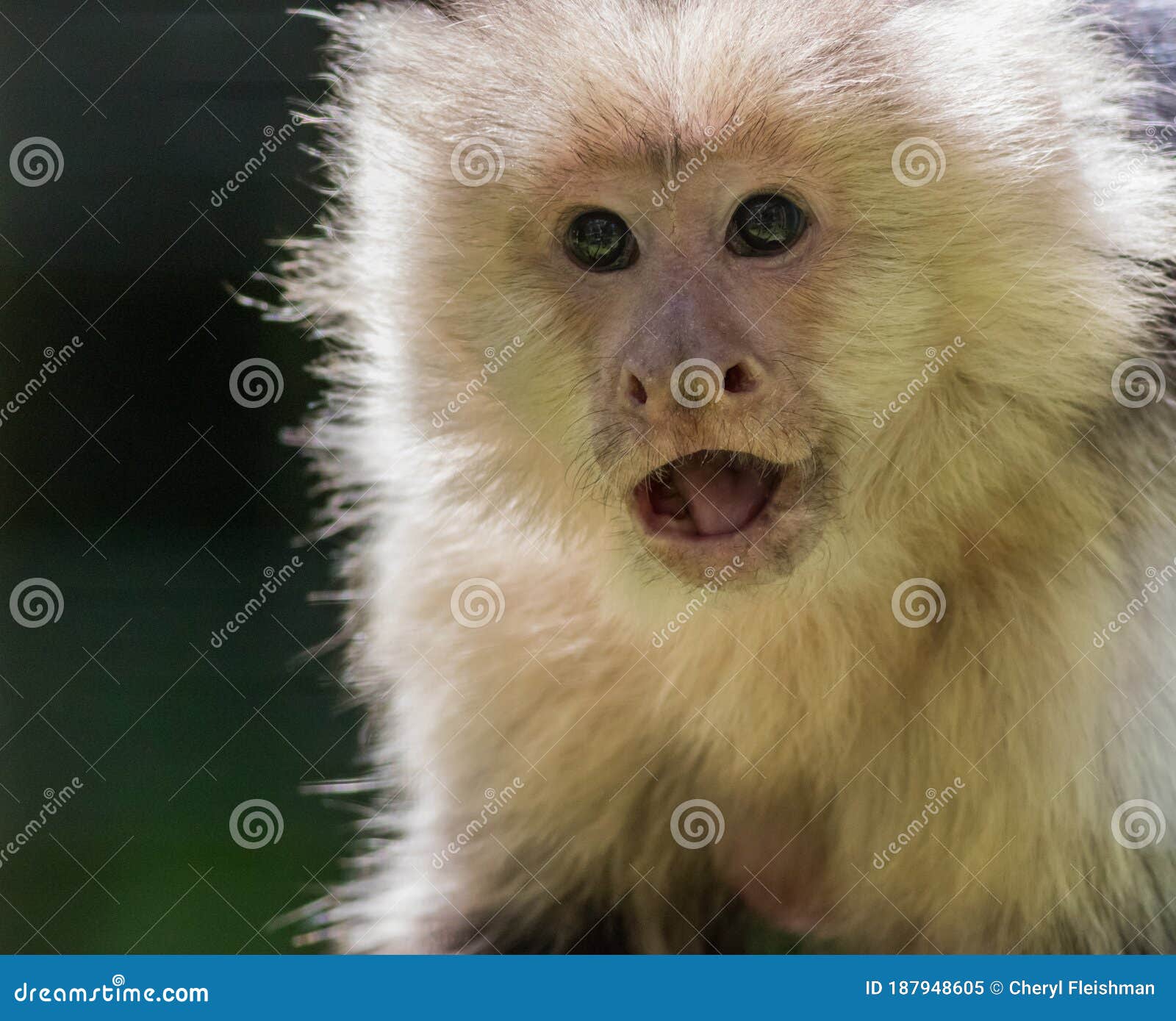 Capuchin Monkey Closeup Mouth Open Surprised Expression Stock Image ...