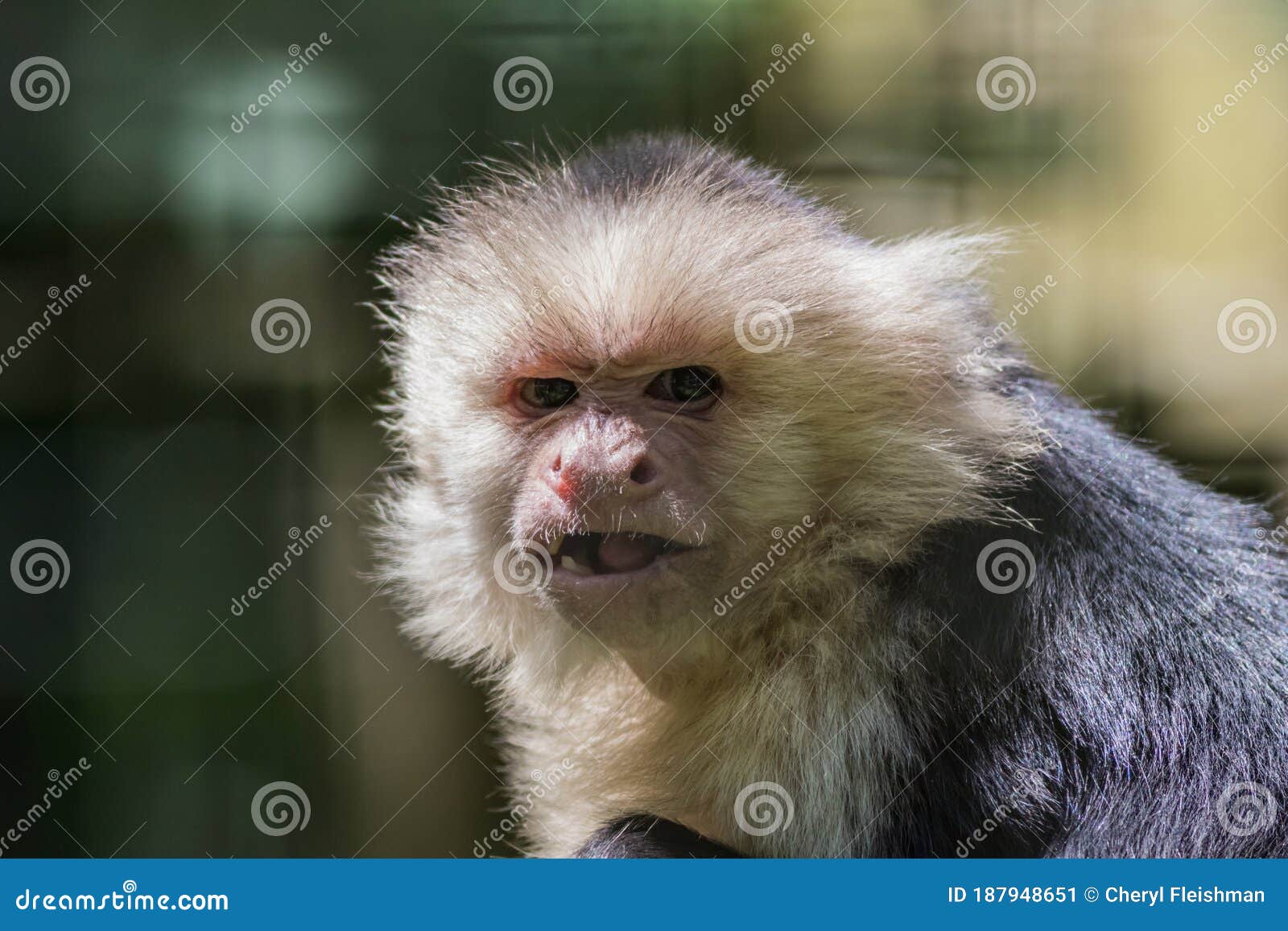Capuchin Monkey Closeup Scrunching Nose Making Funny Face Copy Space ...