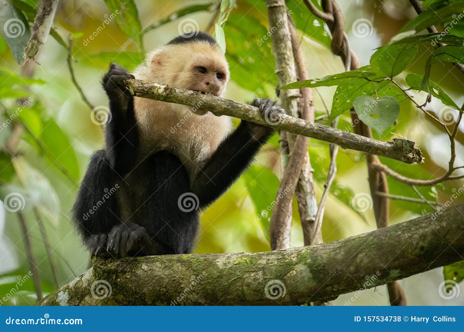 Capuchin Monkey in Costa Rica Stock Photo - Image of camera, pack ...
