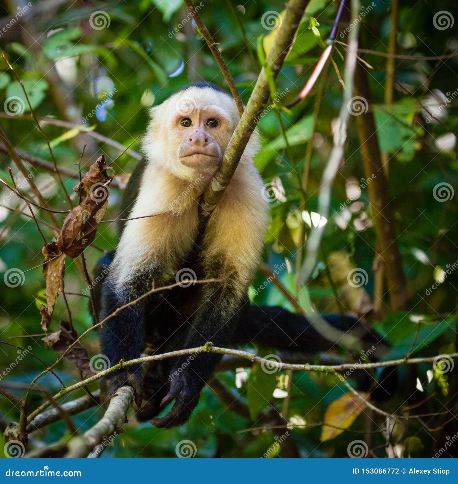 Capuchin Monkey in Costa Rica Stock Photo - Image of capuchin, forest ...