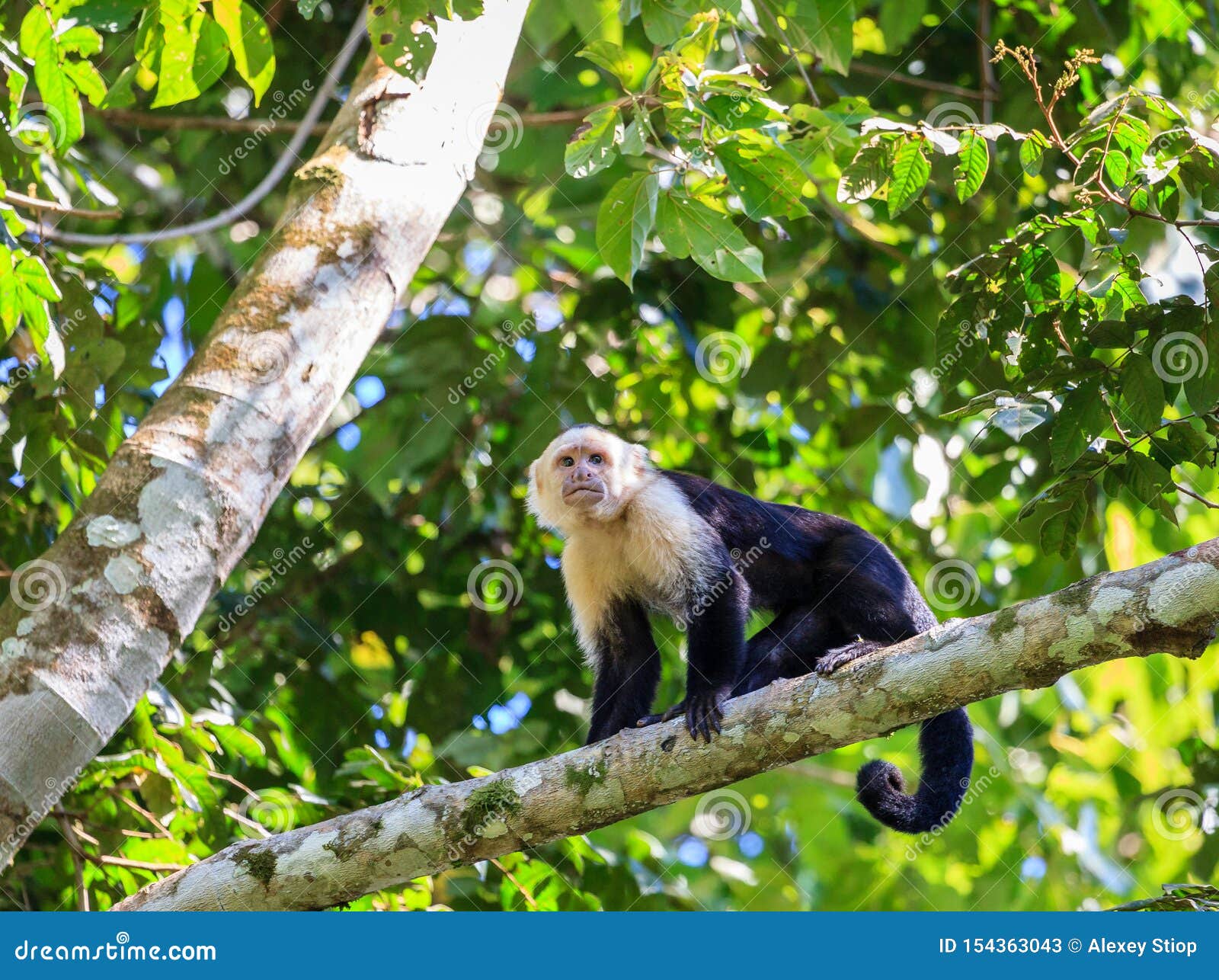 Capuchin Monkey in Costa Rica Stock Image - Image of tropical, primate ...