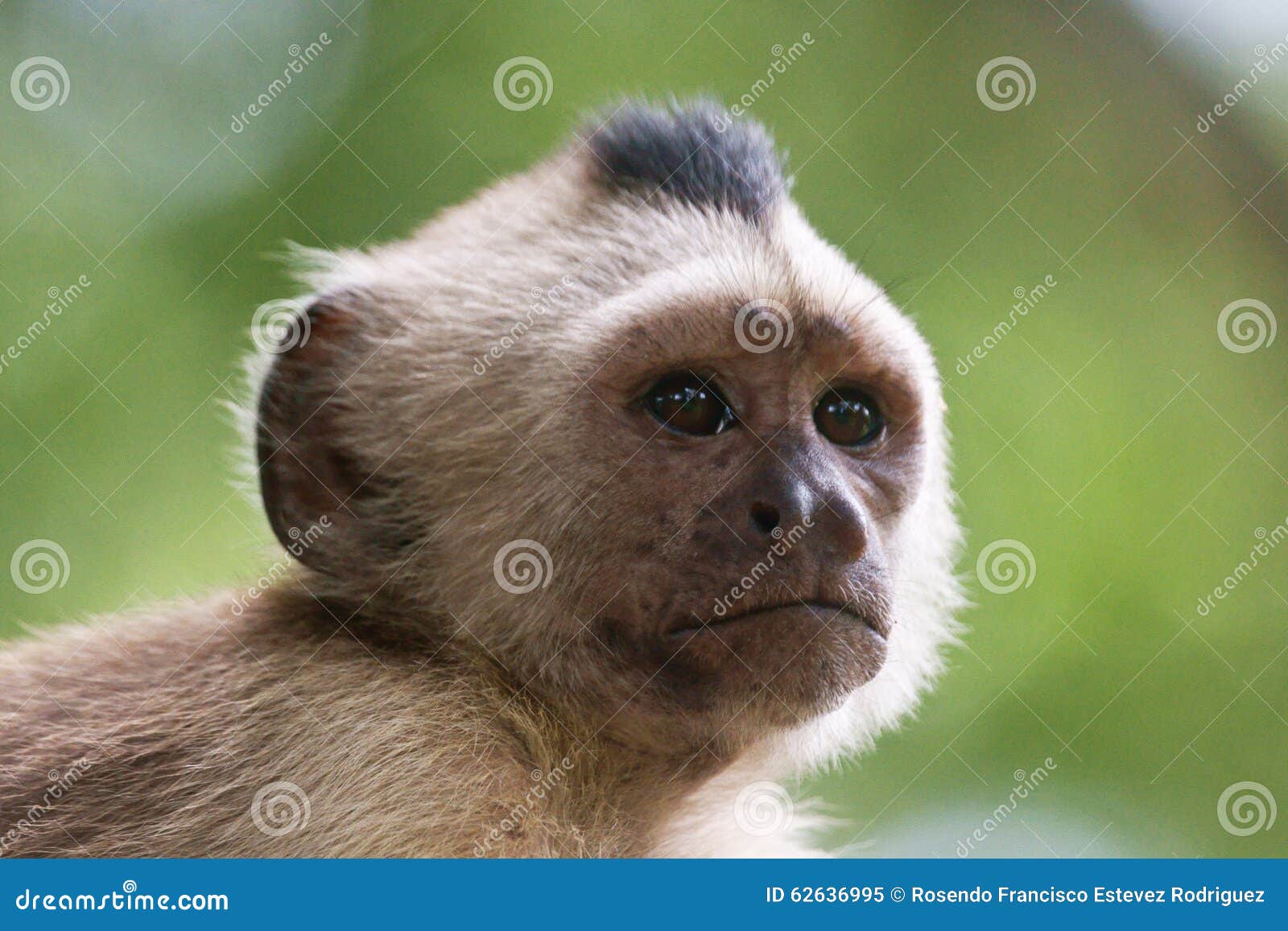 Capuchin Monkey (Cebus Apella) On Top Of The Tree In Atlnatic ...