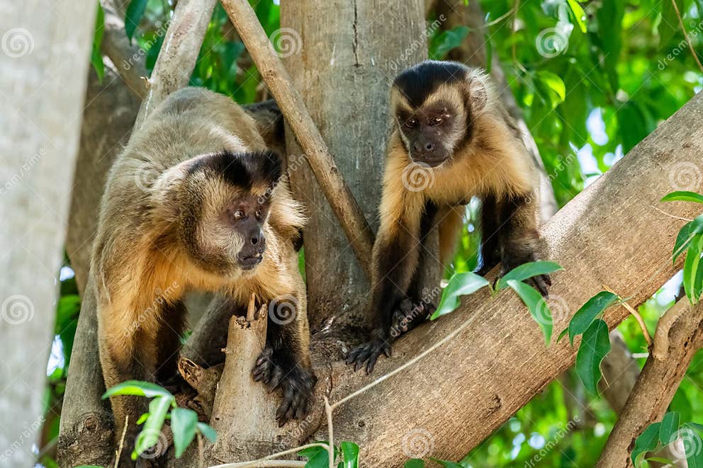 Capuchin monkey duo stock photo. Image of affection - 343412514