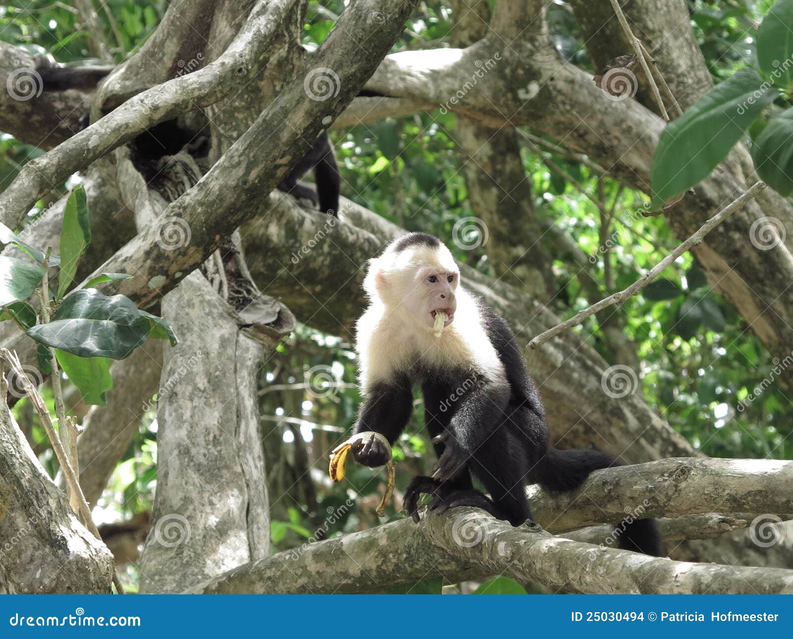 Capuchin Monkey Eating a Banana Stock Photo - Image of ecotourism ...