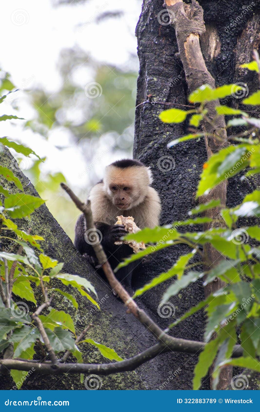 Capuchin Monkey Eating Food while Sitting on a Tree Branch in a ...