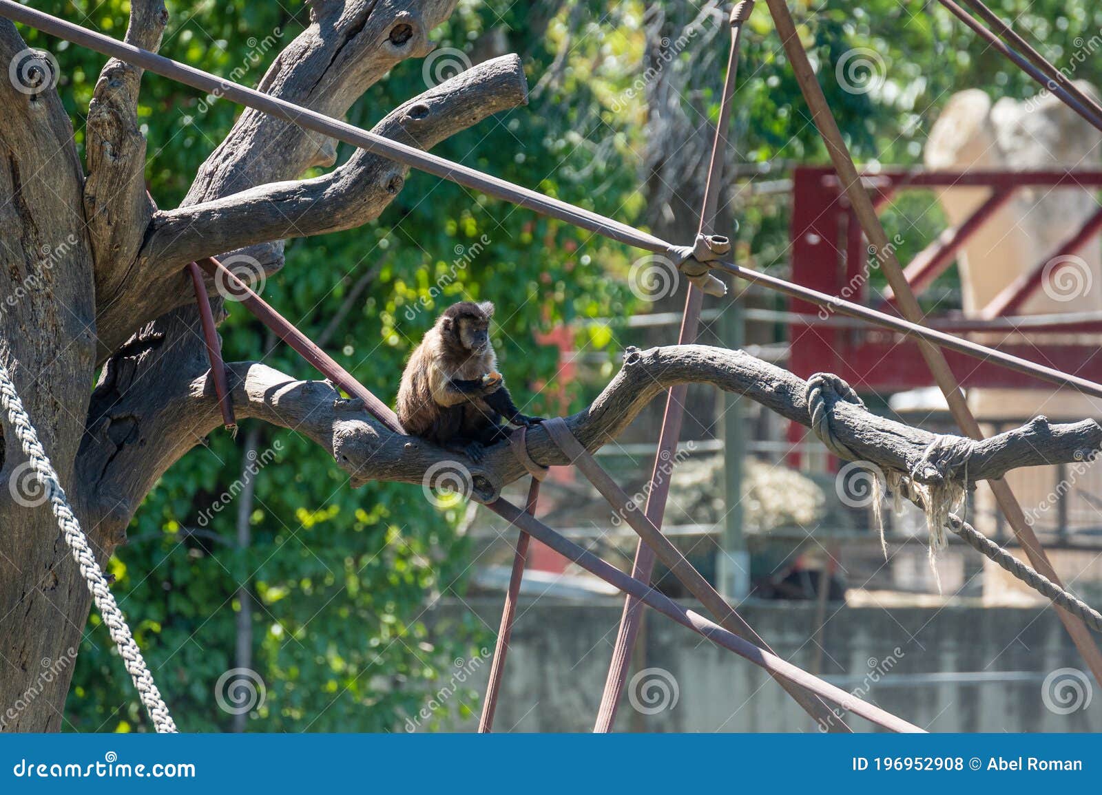 Capuchin Monkey Eating a Fruit on a Tree Stock Photo - Image of funny ...