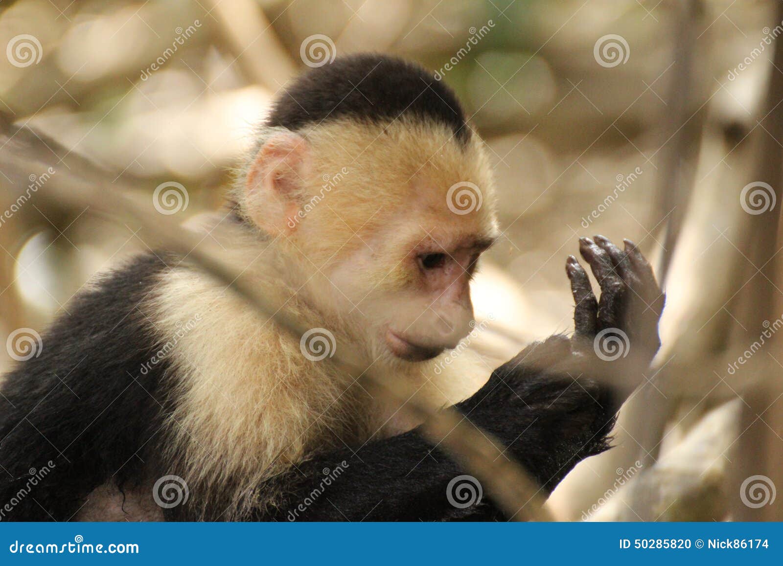 Capuchin Monkey Examining Hand Stock Photo - Image of examining, forest ...
