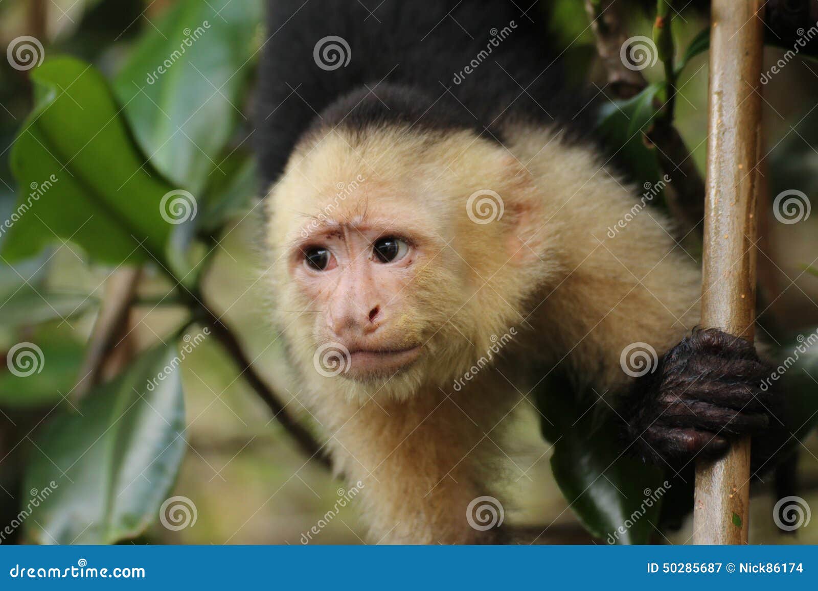 Capuchin monkey face stock image. Image of forest, grinder - 50285687