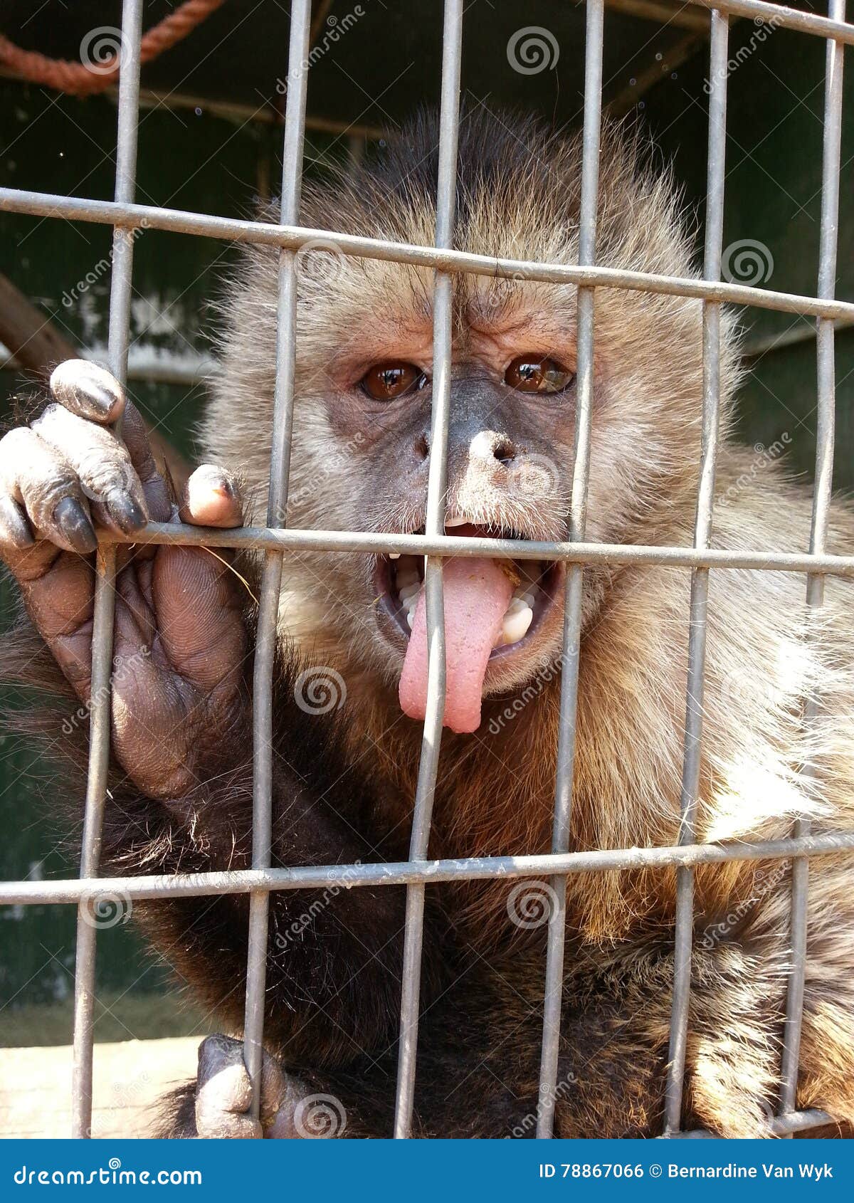 Capuchin Monkey stock photo. Image of monkey, nature - 78867066