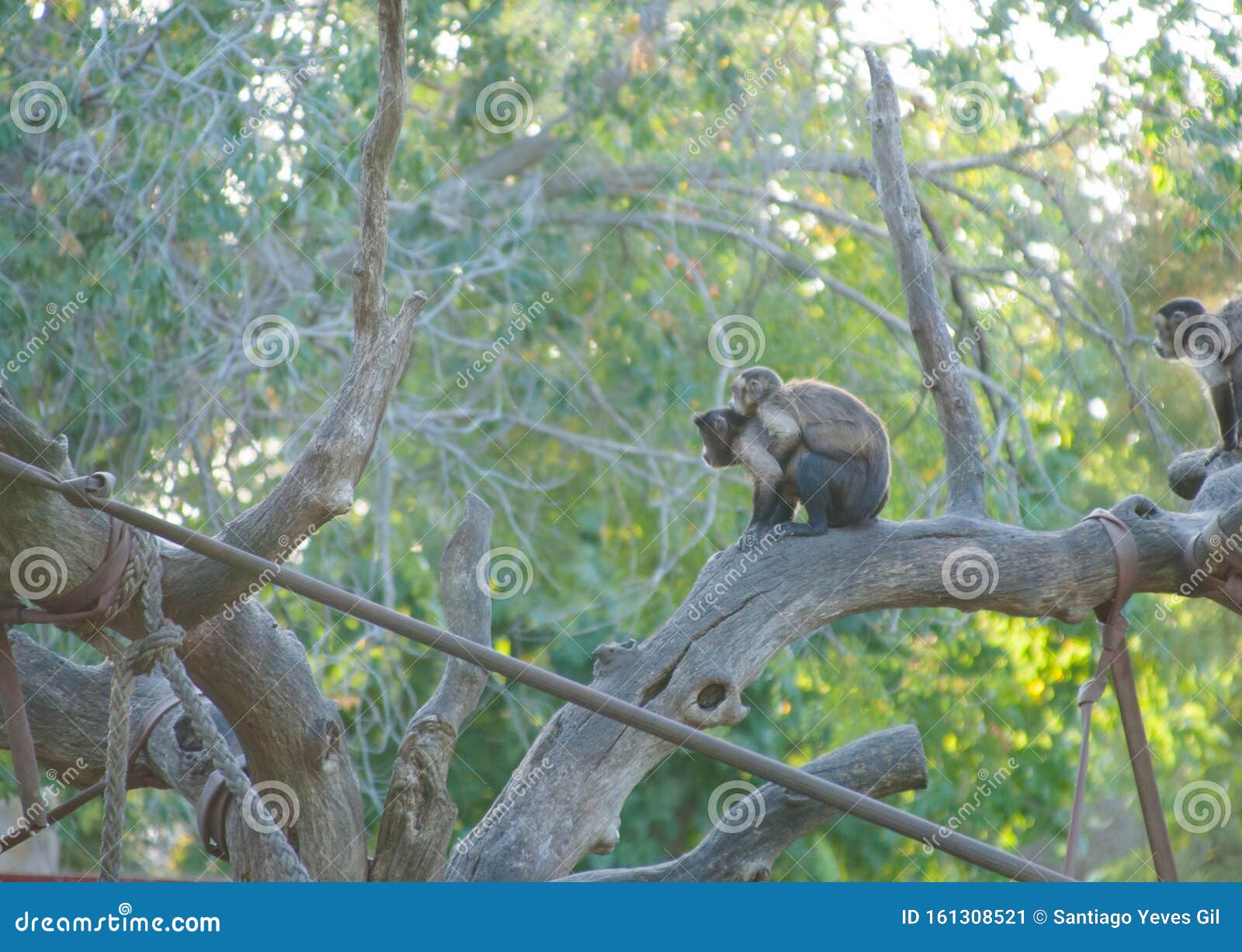 Capuchin Monkey Female Carrying Her Young on Her Back Stock Image ...