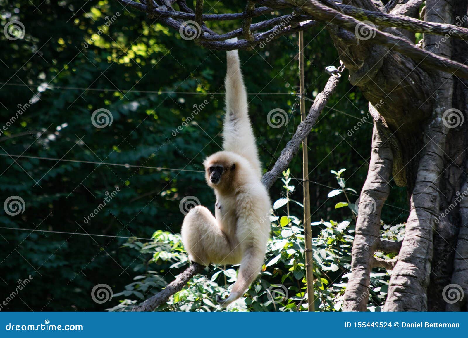 Capuchin Monkey Hanging Around Stock Photo - Image of monkey, capuchin ...