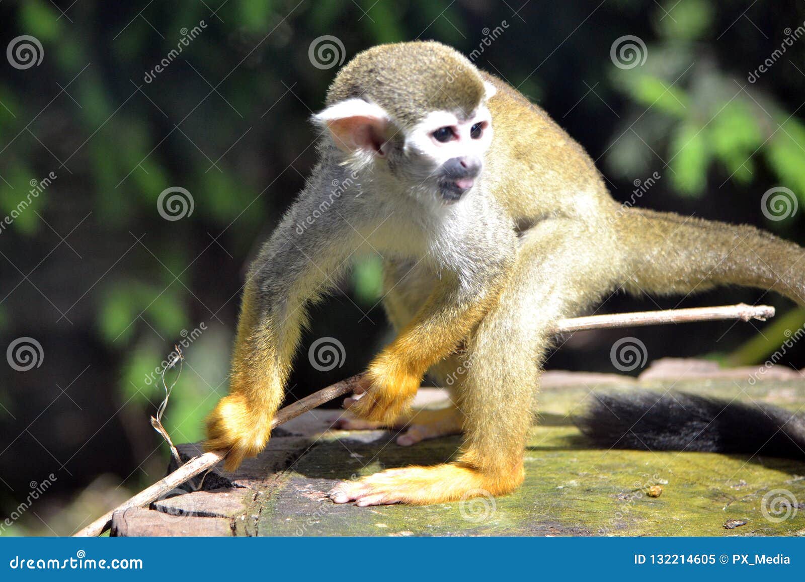 Monkey Stick Out Tongue In Sigiriya, Sri Lanka Royalty-Free Stock ...