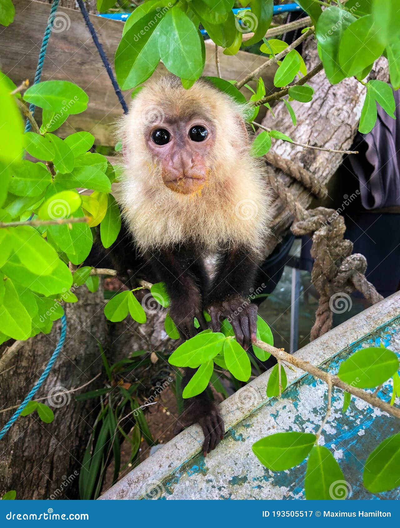 Capuchin Monkey stock image. Image of island, centralamerica - 193505517