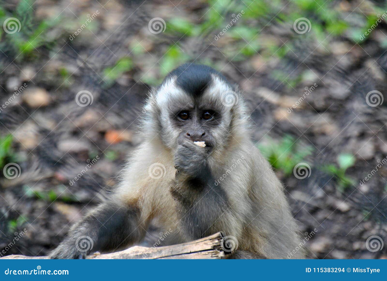 Capuchin Monkey Eating a Piece of Fruit Stock Photo - Image of vervet ...
