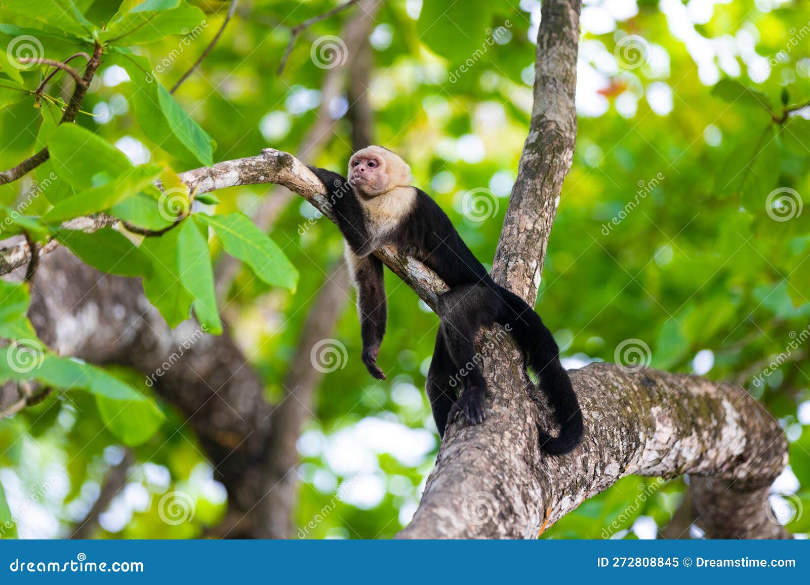Capuchin Monkey Lying Relaxed on a Branch Stock Image - Image of cute ...