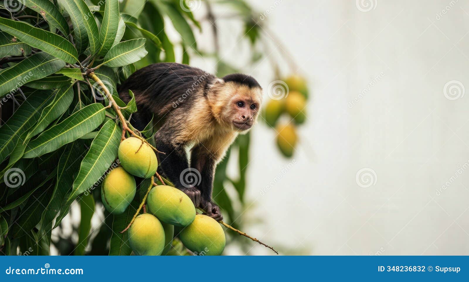 Capuchin Monkey in Mango Tree Amidst Lush Greenery Highlighting ...