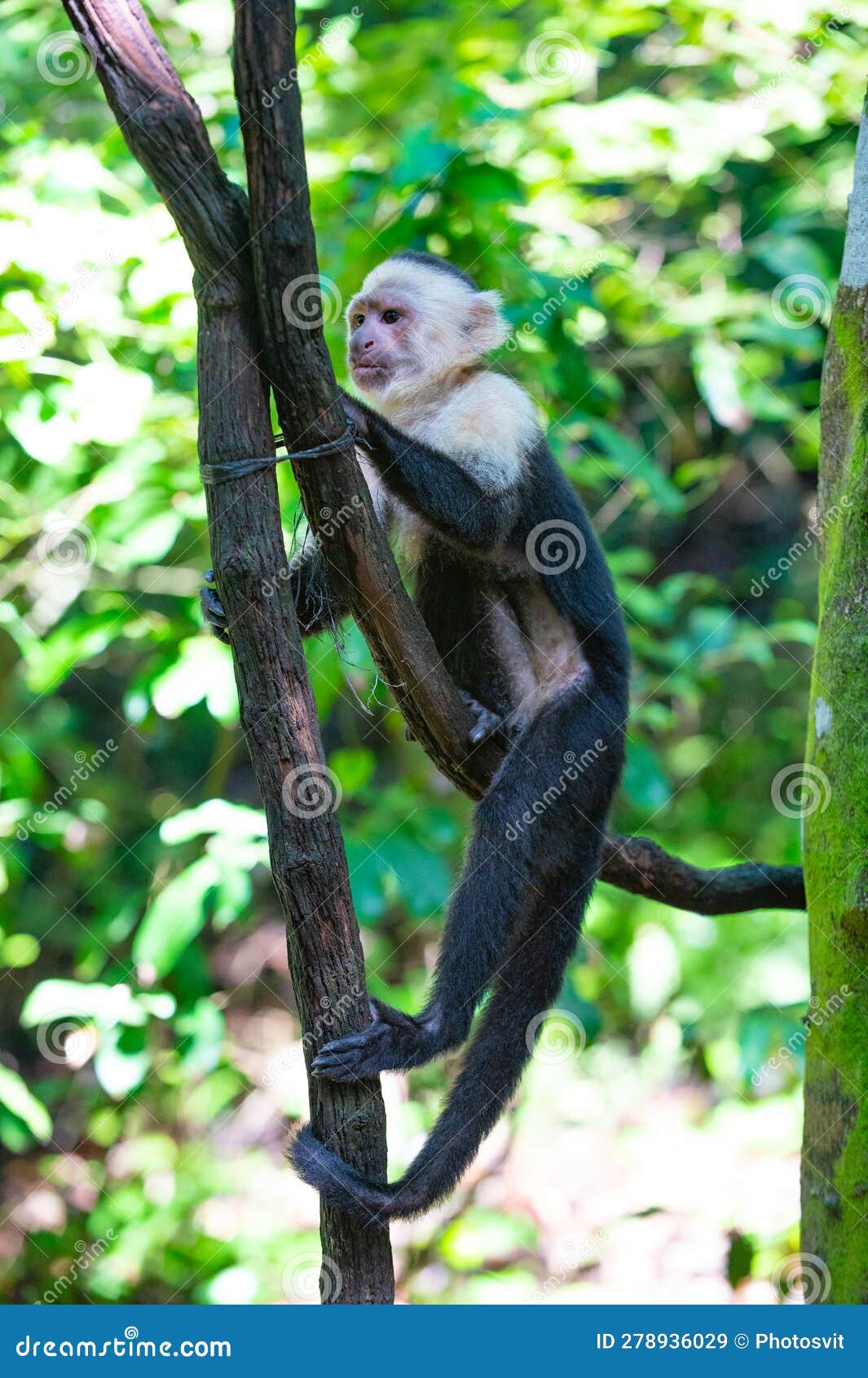 Capuchin Monkey Outdoor. Capuchin Monkey Outside. Capuchin Monkey in ...