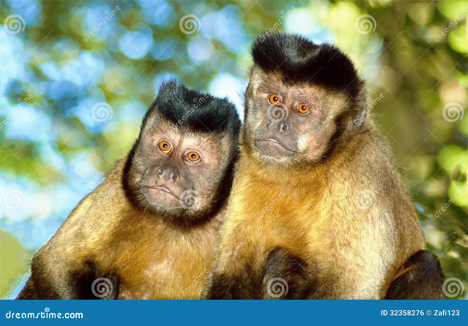 Capuchin monkey pair stock photo. Image of concerned - 32358276