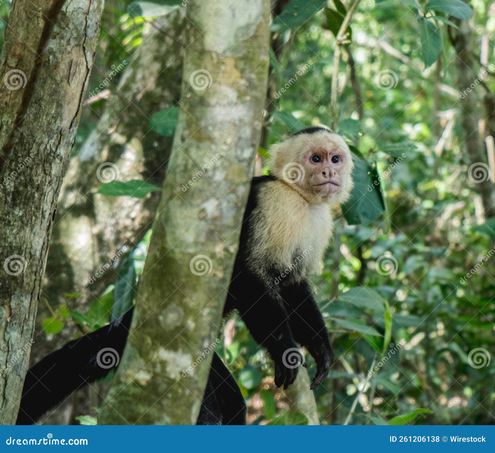 Capuchin Monkey Playing on the Tree Branch Stock Photo - Image of ...