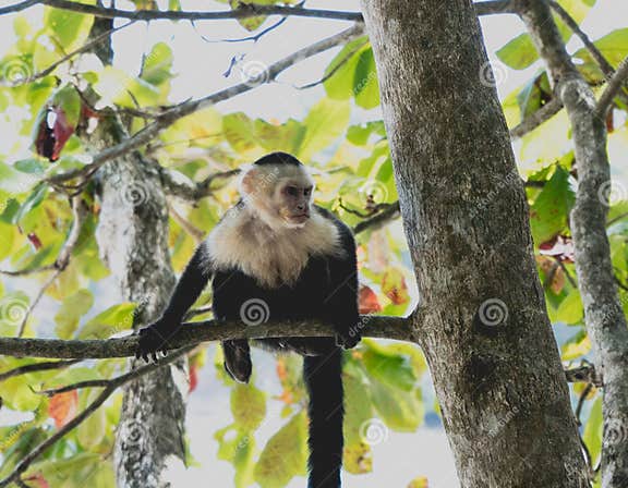 Capuchin Monkey Playing on the Tree Branch Stock Photo - Image of ...