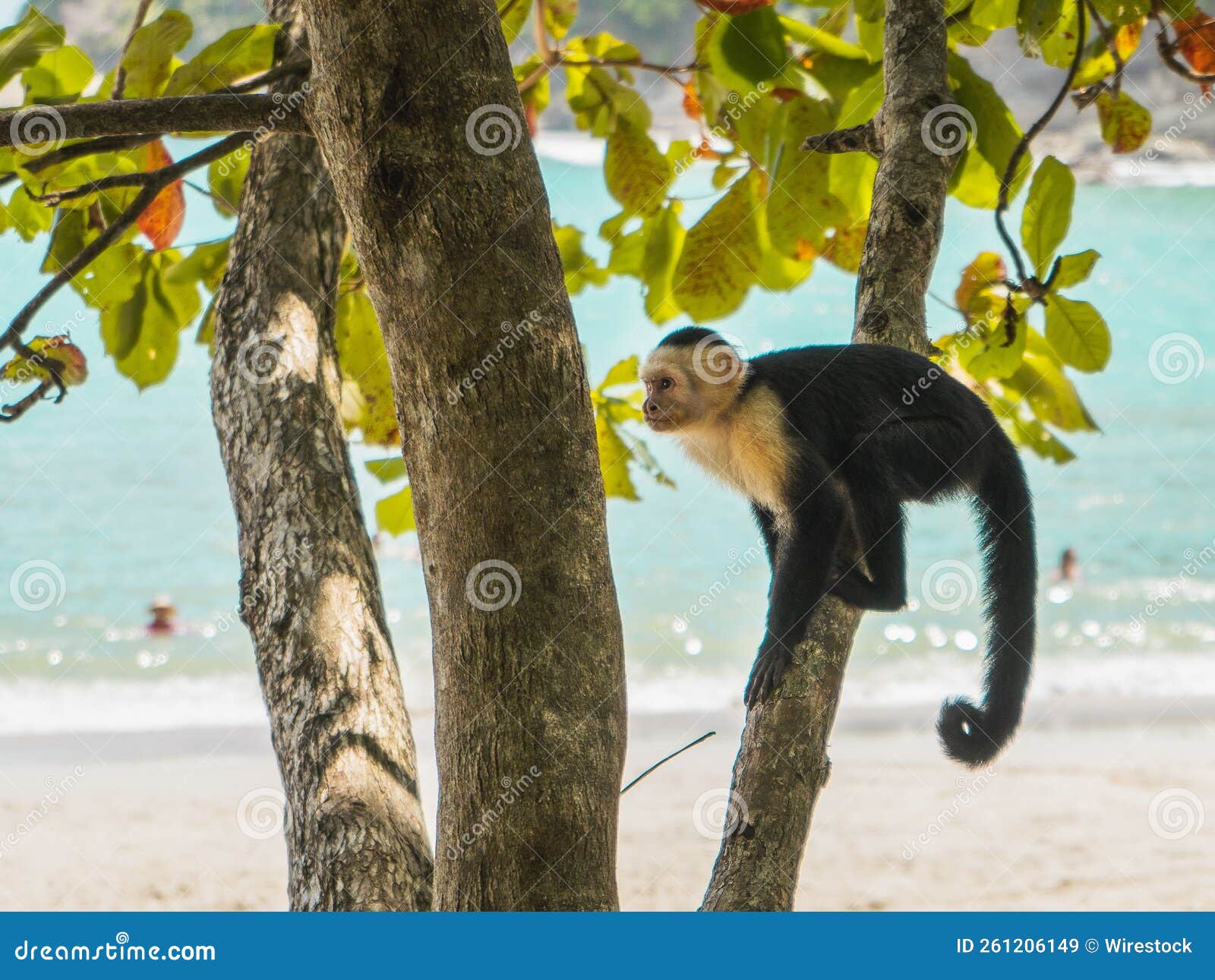 Capuchin Monkey Playing on the Tree Branch Stock Image - Image of ...