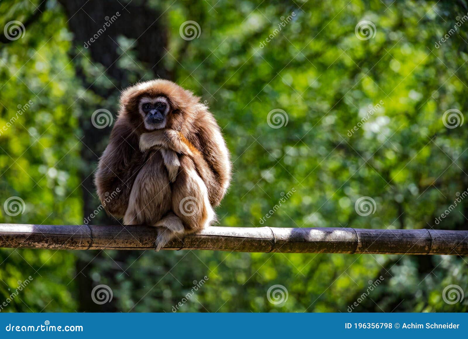 Capuchin Monkey Posing As the Thinker Sitting on a Branch Stock Photo ...