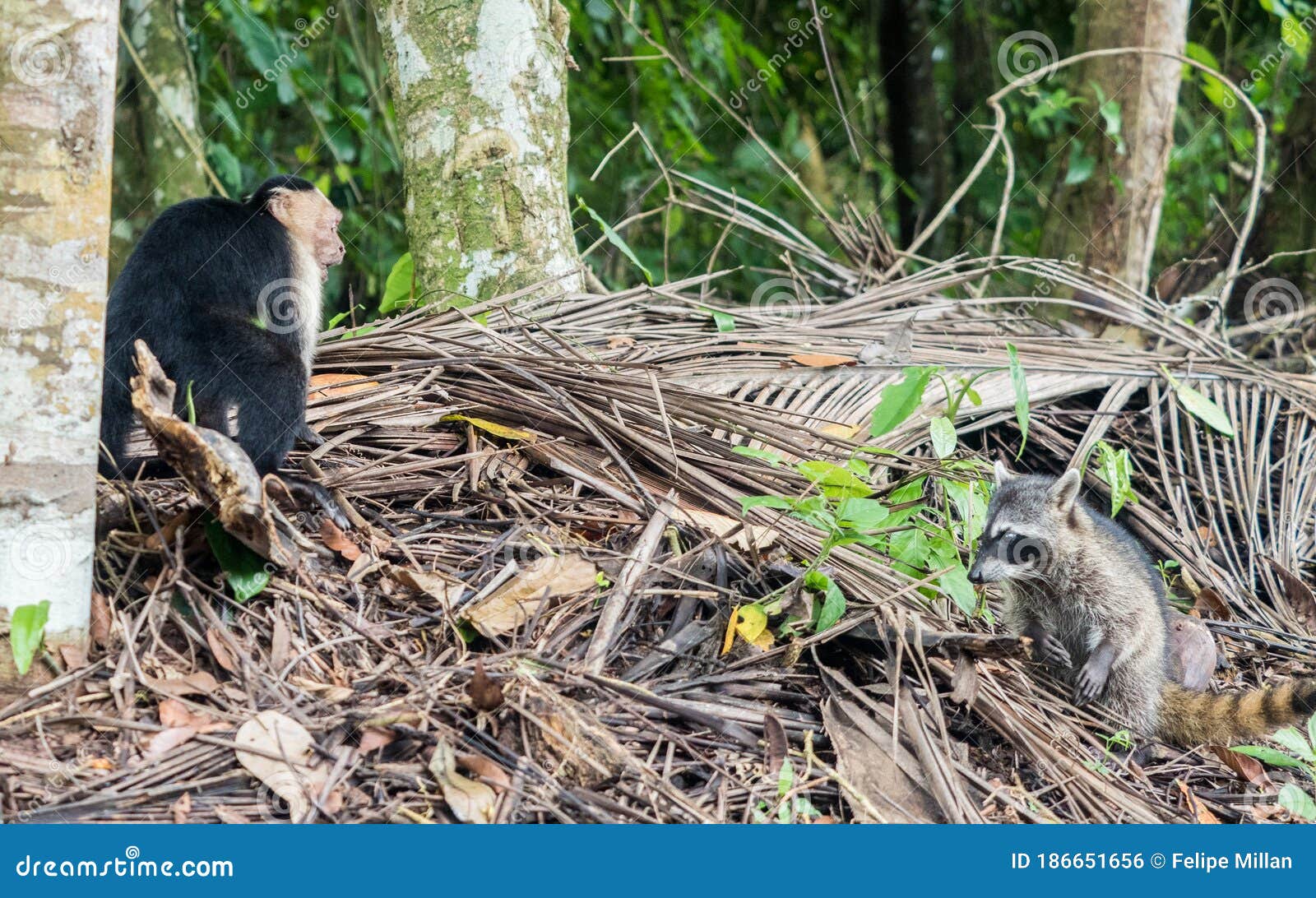 Capuchin Monkey and Raccoon Fighting in the Jungle Stock Photo - Image ...