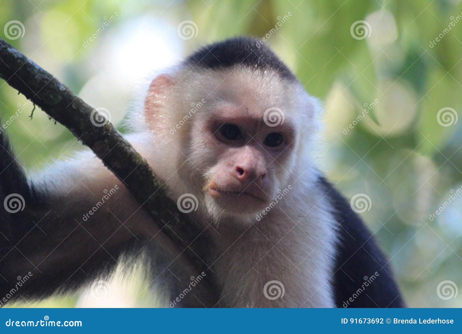 Capuchin monkey stock photo. Image of trees, jungle, resting - 91673692
