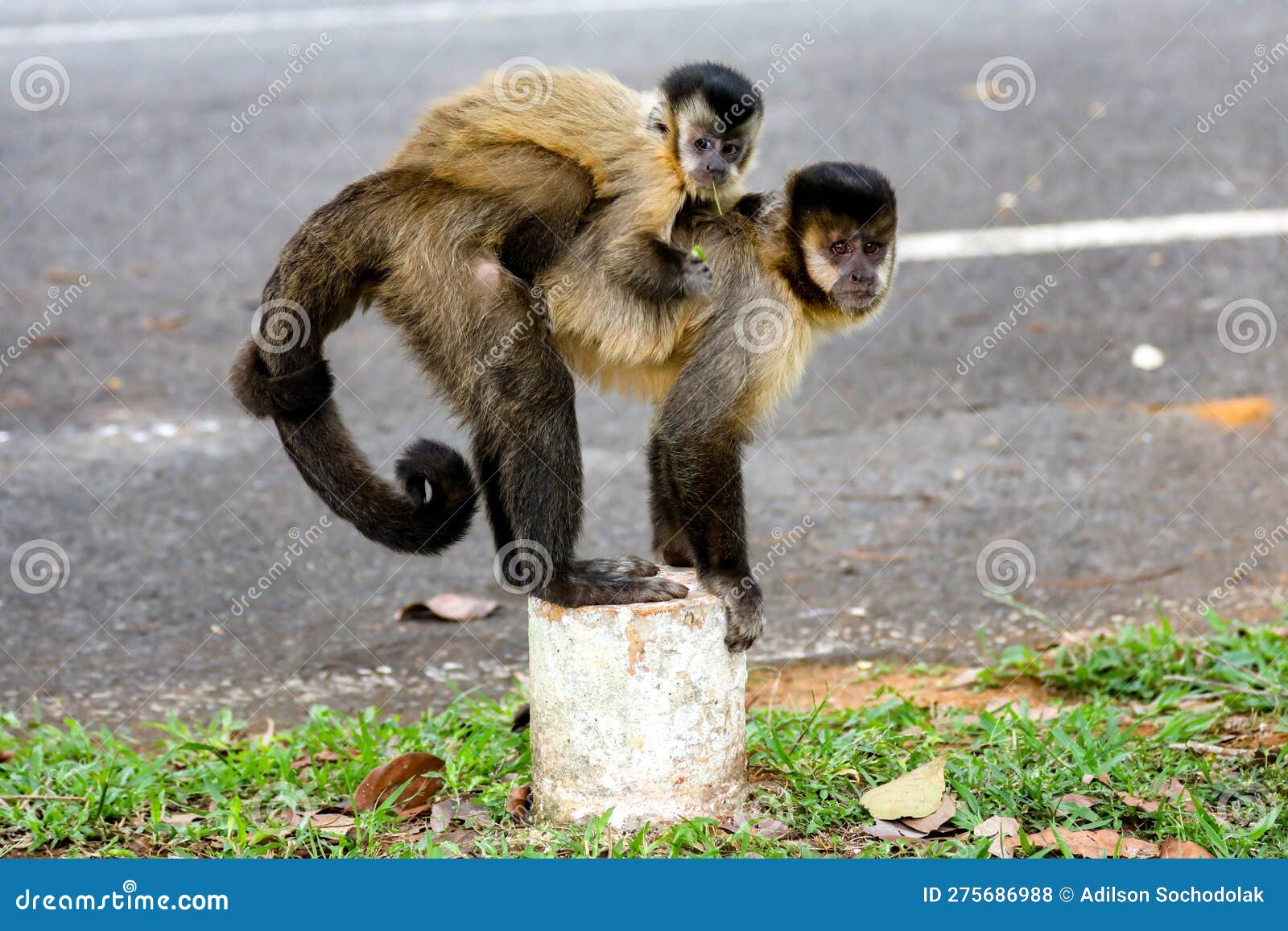 Capuchin Monkey Standing Up