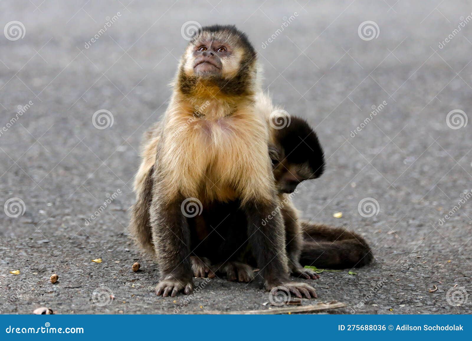 Capuchin Monkey (sapajus), Typical Brazilian Monkey Stock Photo - Image ...