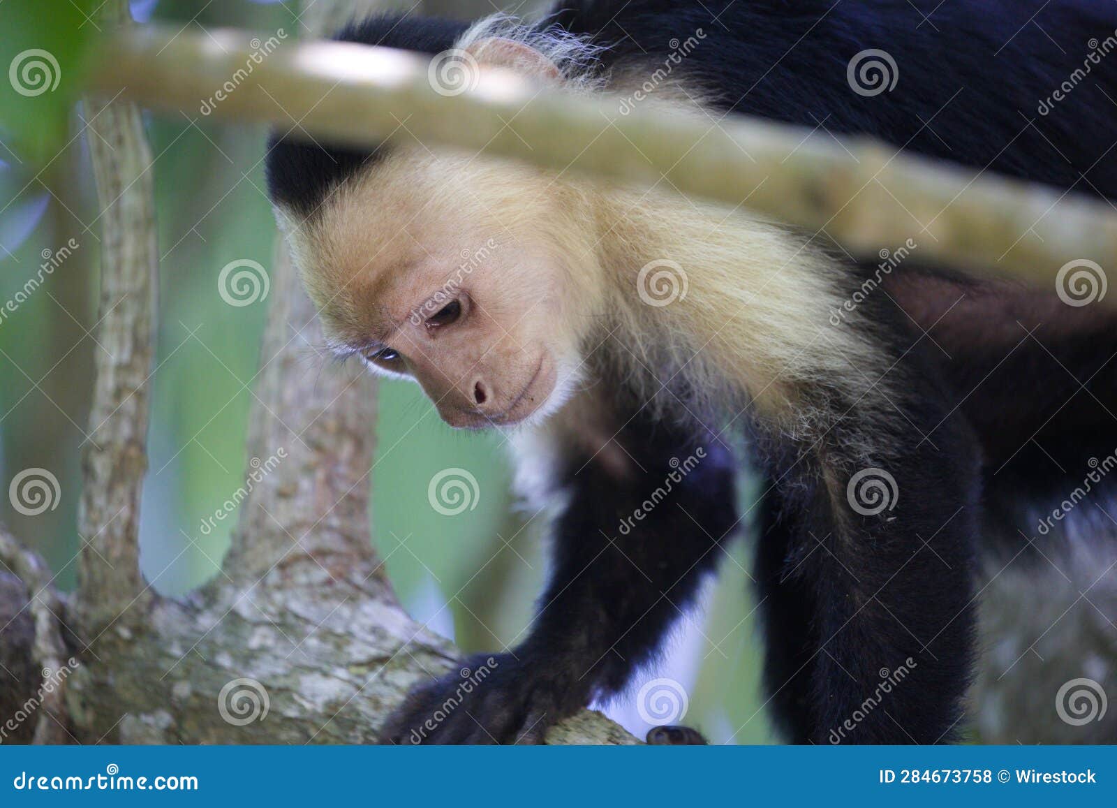 Capuchin Monkey Perched on a Tree Branch Surrounded by Lush Foliage ...