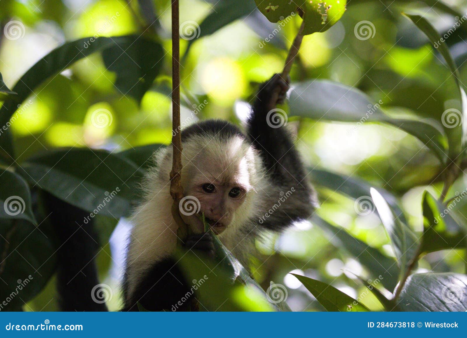Capuchin Monkey Perched on a Tree Branch Surrounded by Lush Foliage ...