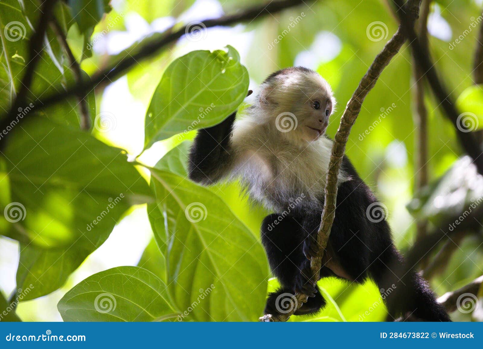 Capuchin Monkey Perched on a Tree Branch Surrounded by Lush Foliage ...