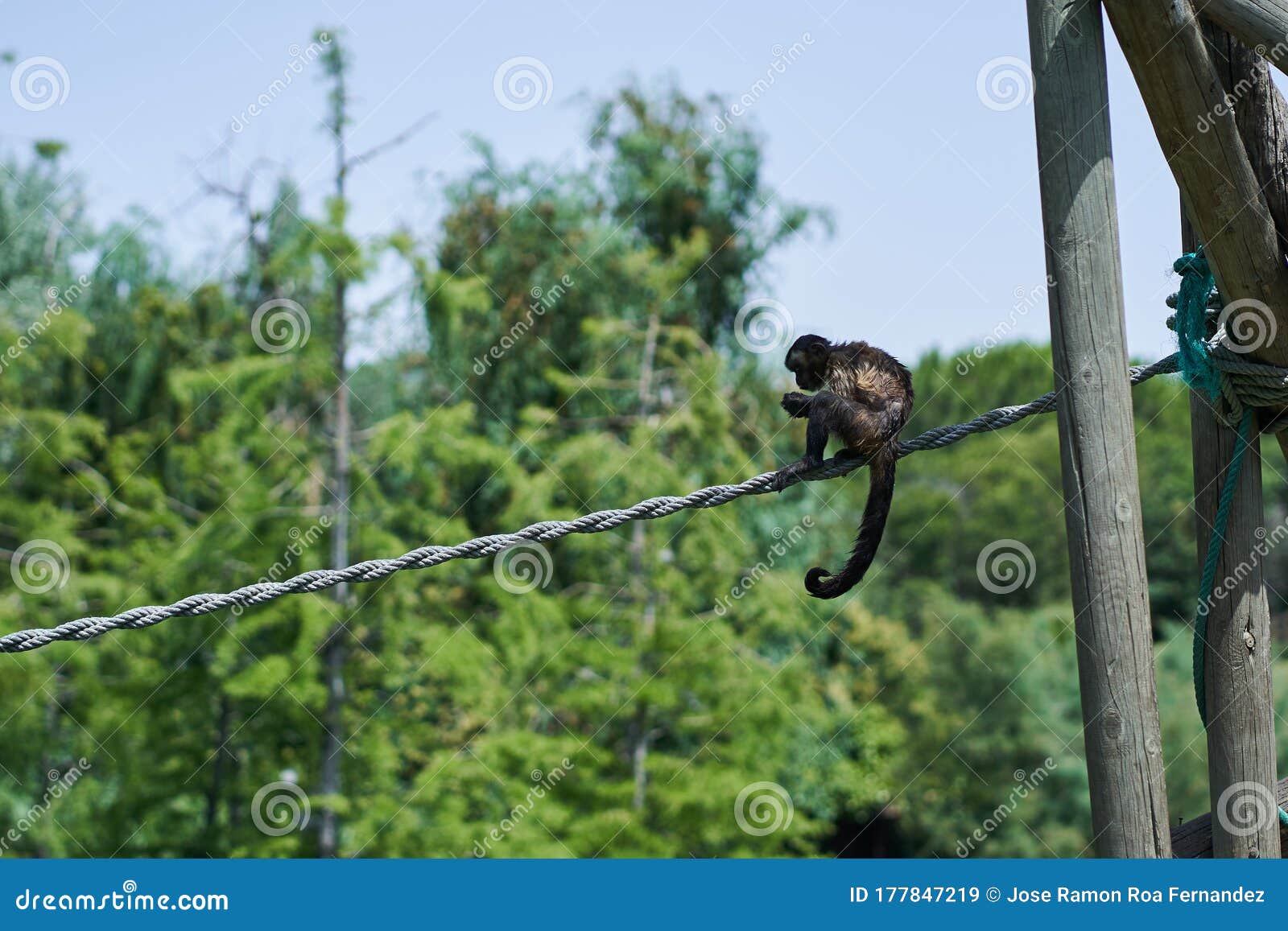 Capuchin Monkey Sitting on a Rope Stock Image - Image of primate ...
