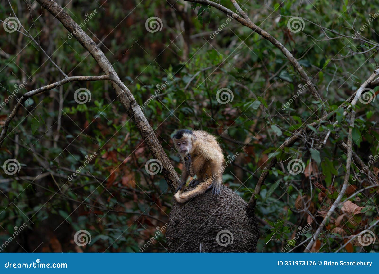 Capuchin Monkey Sitting on Termite Nest in Tree Scratching Chin Stock ...