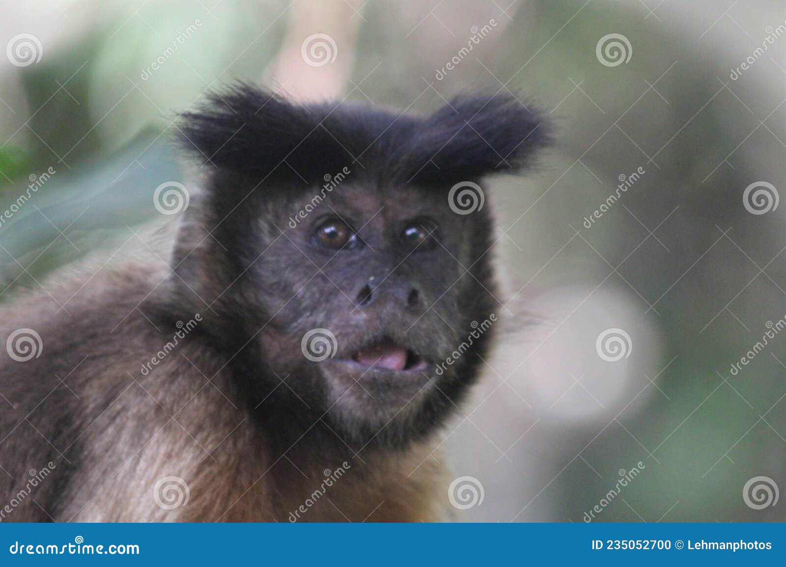 Capuchin Monkey in South American Rainforest Stock Photo - Image of ...