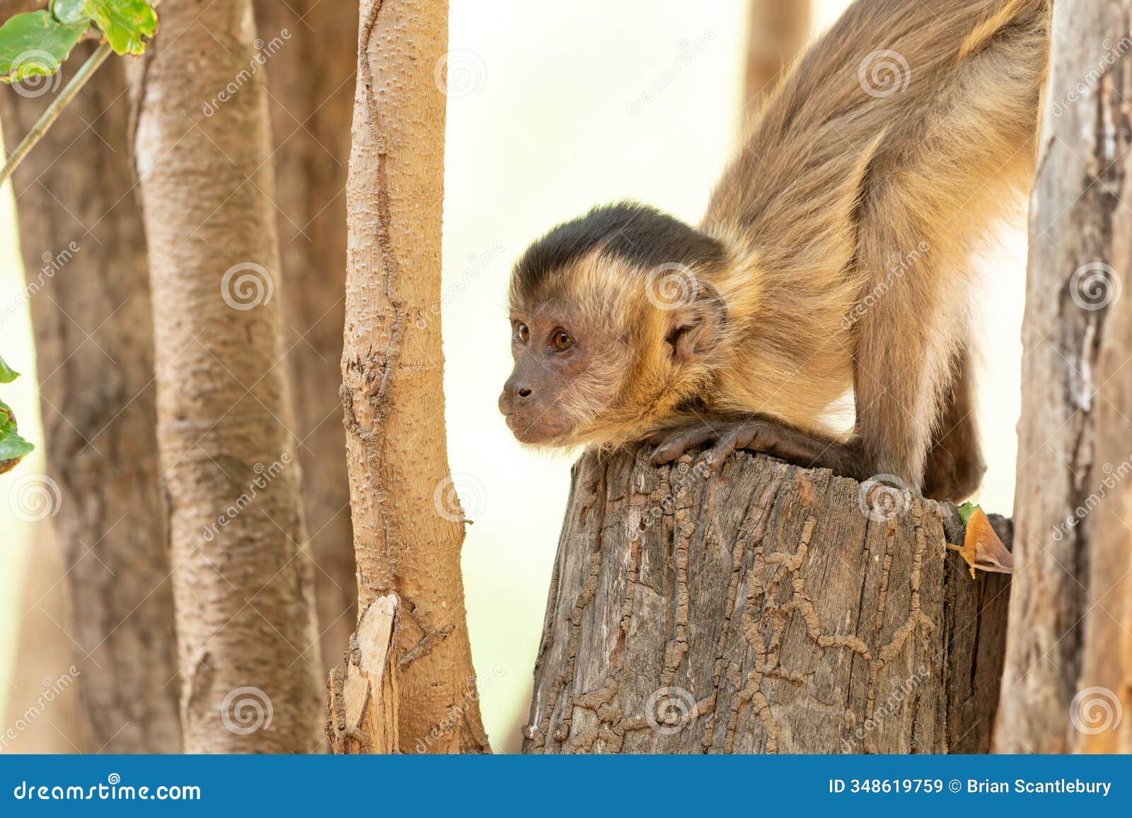 Capuchin Monkey Squatting on Post and Bending Down Curiously Peering at ...