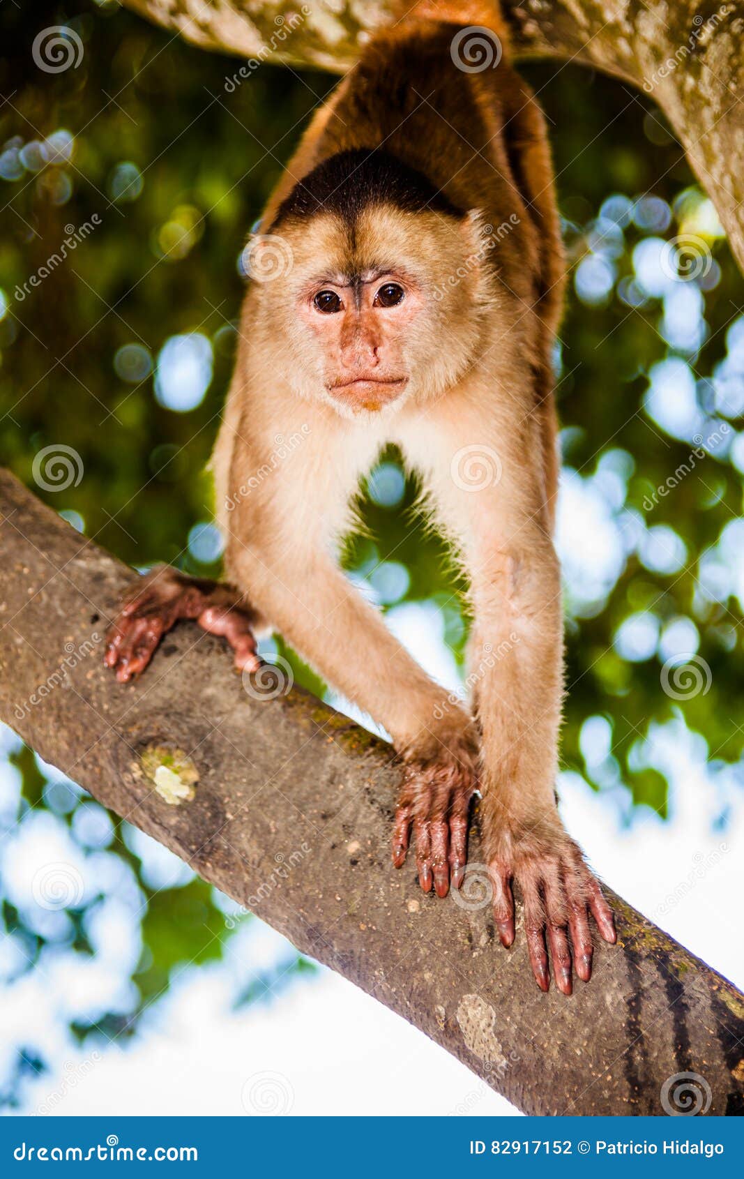 Capuchin monkey stock photo. Image of apes, intelligent - 82917152