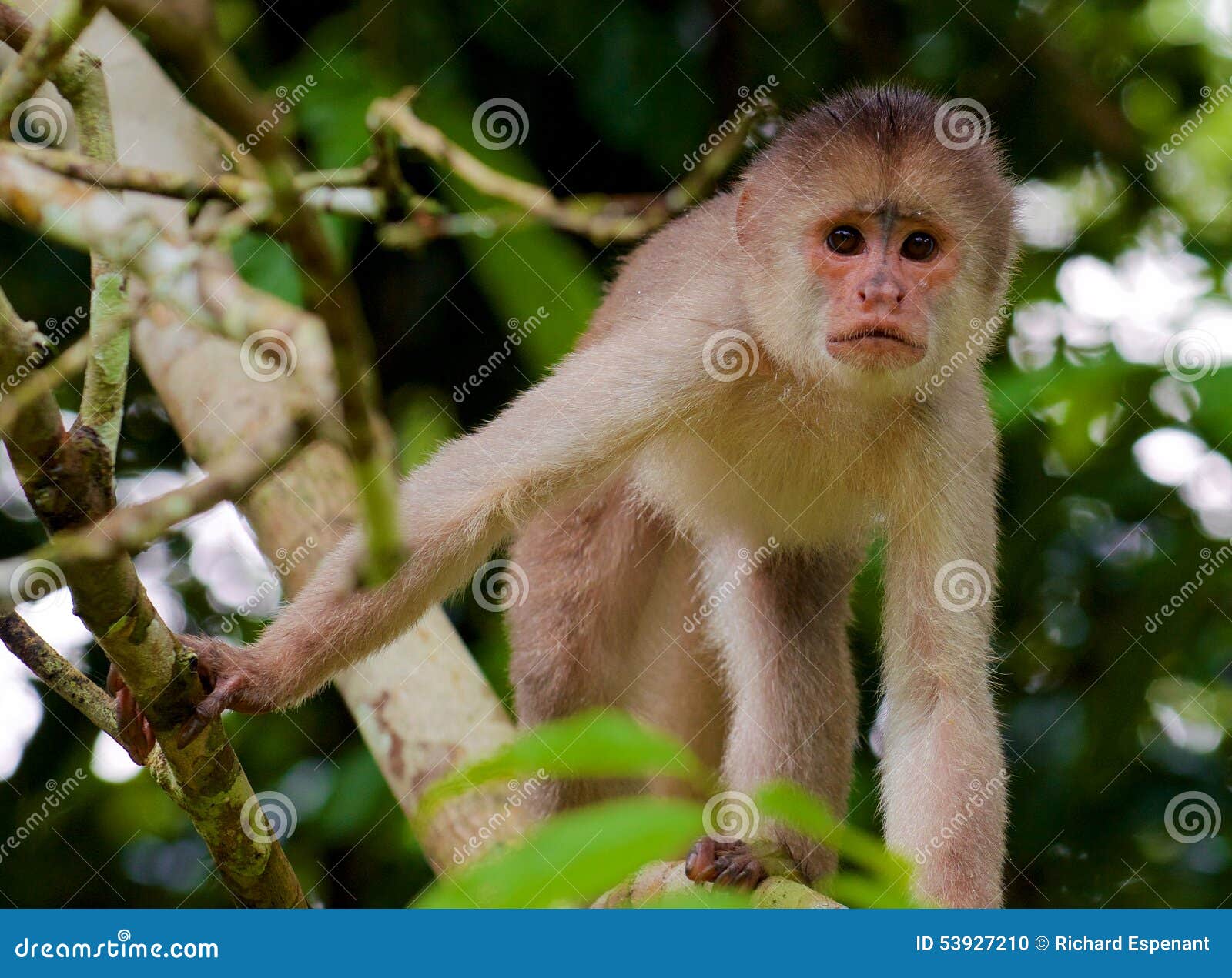 118 Monkey Starring Stock Photos - Free & Royalty-Free Stock Photos ...